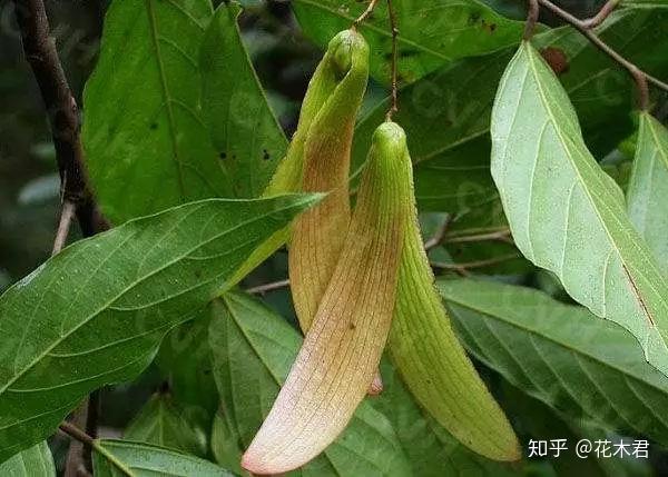 国家一级濒危珍稀植物：坡垒 - 知乎