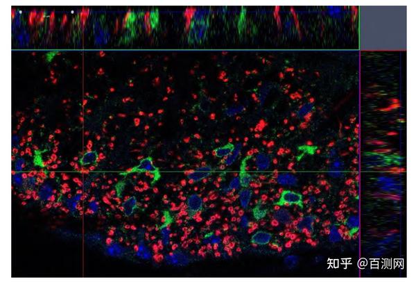 激光共聚焦显微镜（LSCM） - 知乎