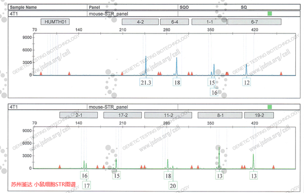 最新！国际首版关于小鼠细胞STR鉴定(Mouse Cell Lines STR Authentication)的相关指南 - 知乎