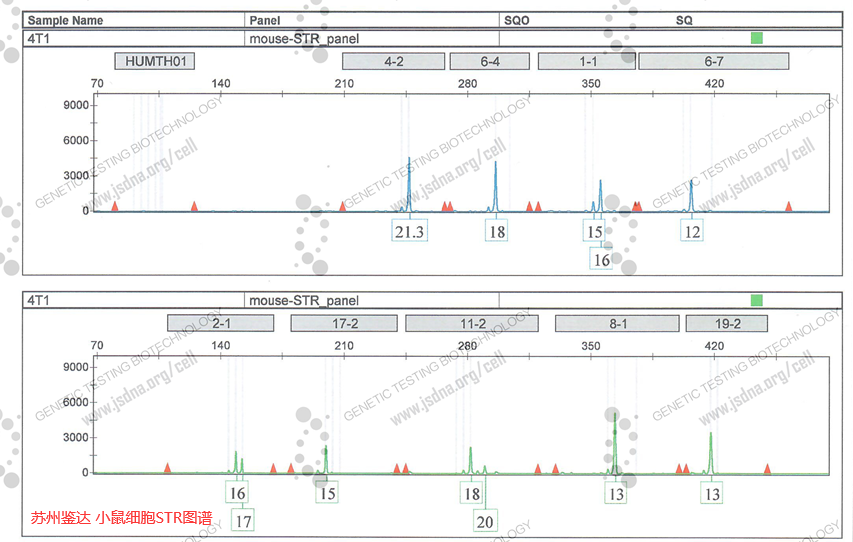 最新！国际首版关于小鼠细胞STR鉴定(Mouse Cell Lines STR Authentication)的相关指南 - 知乎