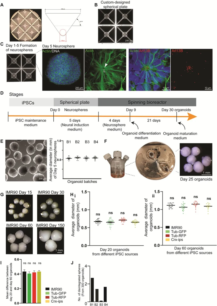 Nature子刊：如何使用6个iPSC细胞系产生1万多个脑类器官？ - 知乎