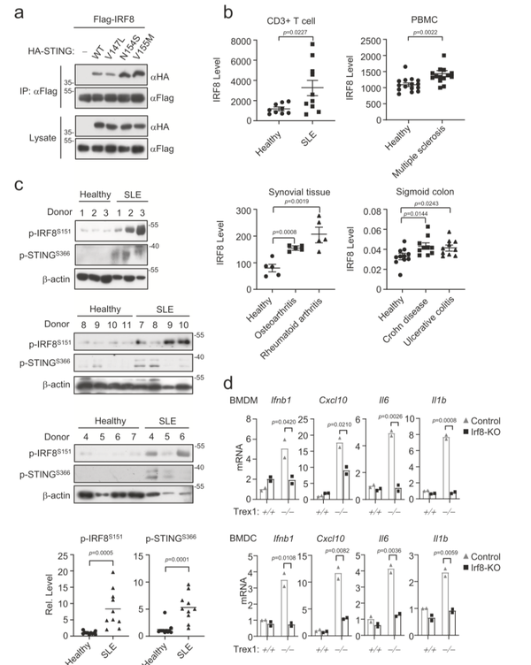 Nature Communications丨IRF8在单核细胞中对STING激活和先天免疫反应的转录非独立调节 - 知乎