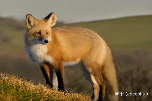 使用Dino+SAM+Stable diffusion 自动进行图片的修改 - 知乎