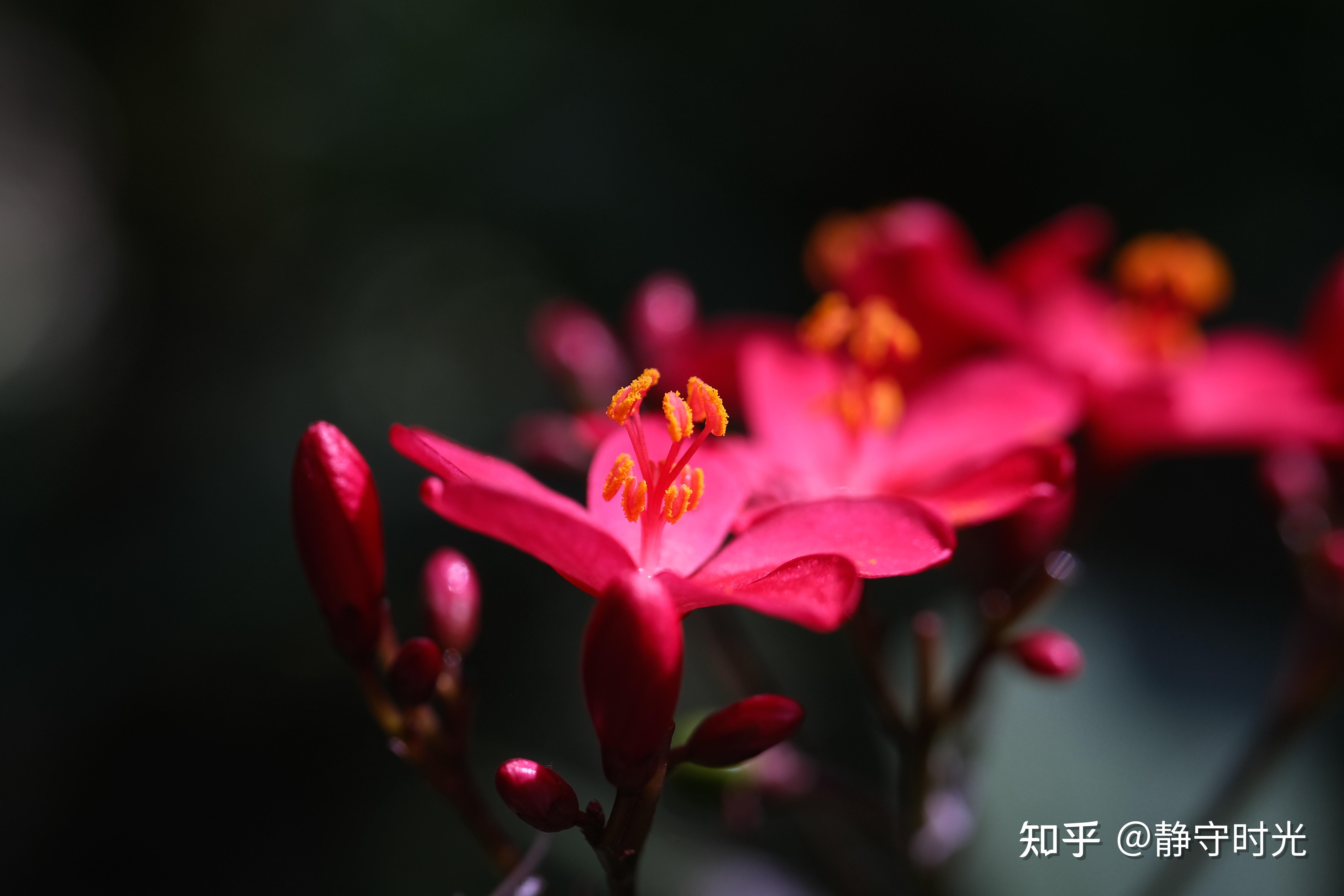 简直不要太爱，吹爆这支佳能FD70-210 f4老镜头 - 知乎