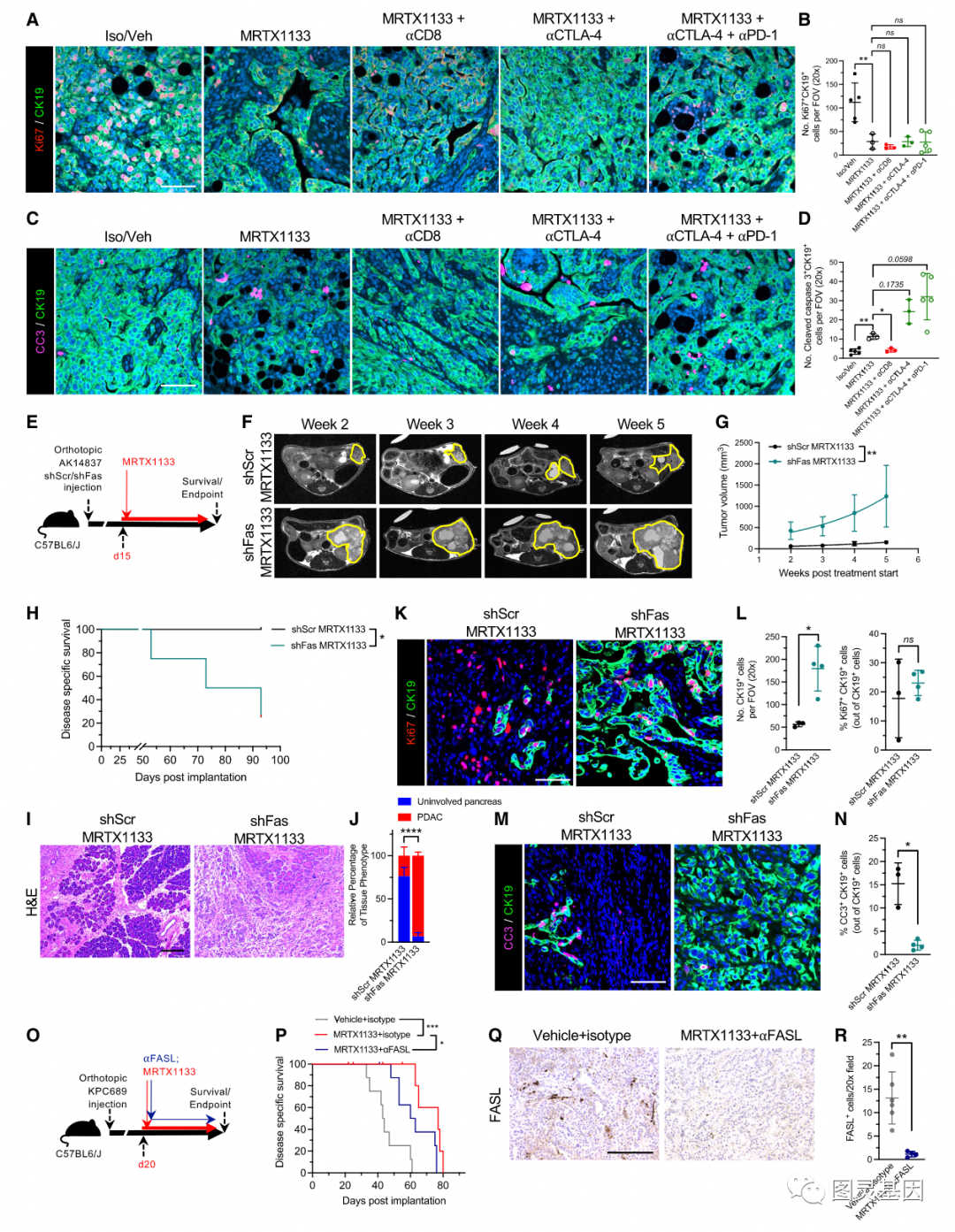 Cancer Cell | 抑制KRASG12D突变可重编程胰腺癌微环境，促进CD8+T细胞杀伤 - 知乎
