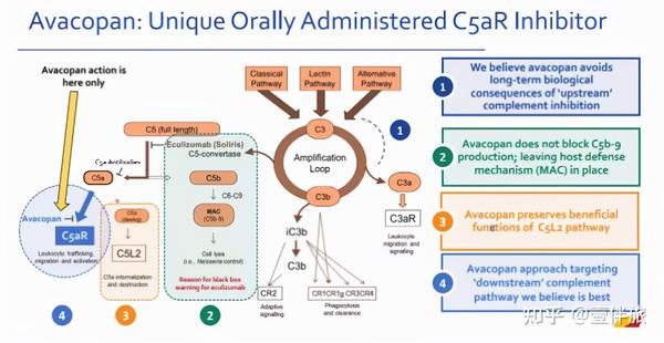 FDA批准Avacopan治疗ANCA相关性血管炎 - 知乎