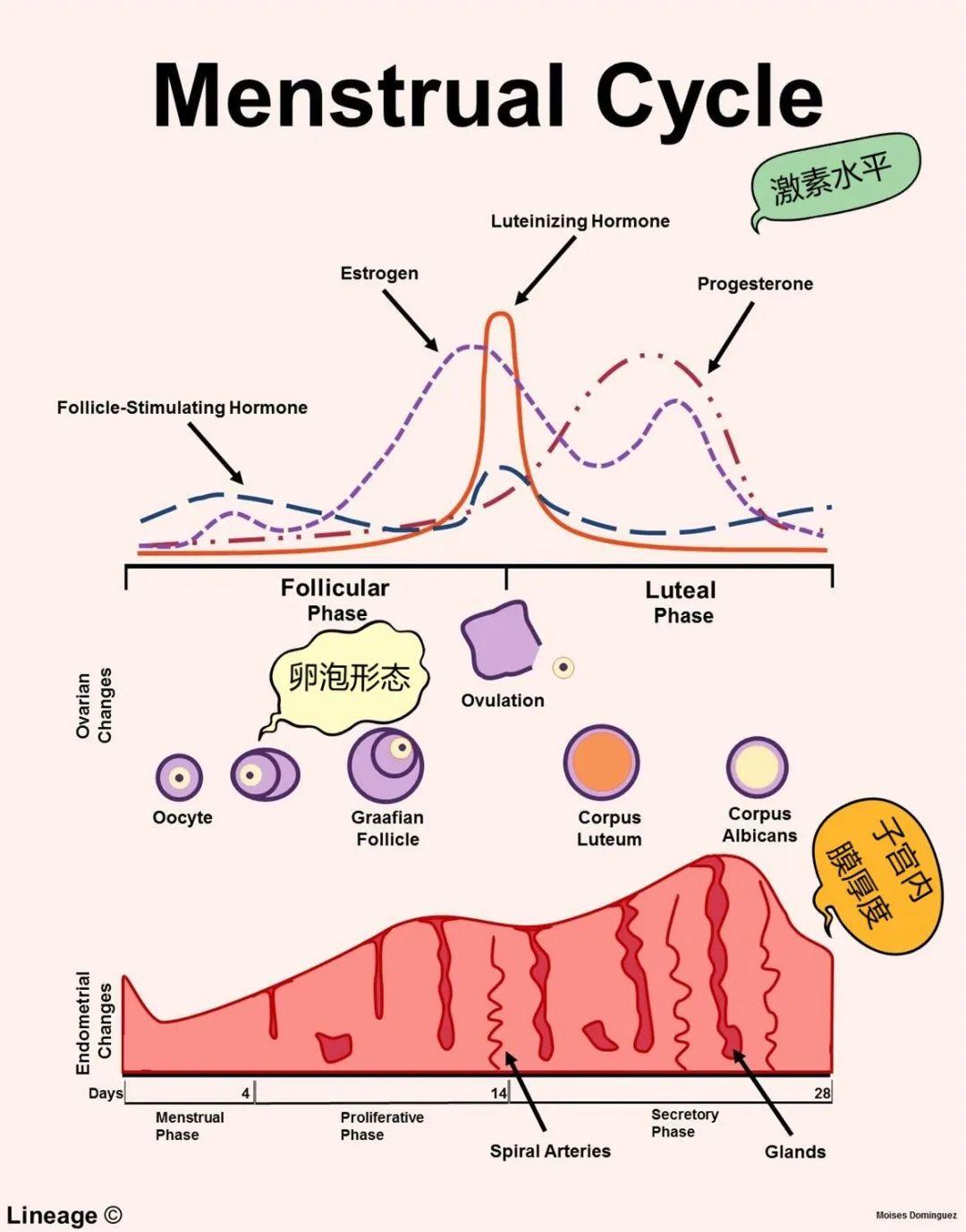 一文带你读懂女性生理期 - 知乎