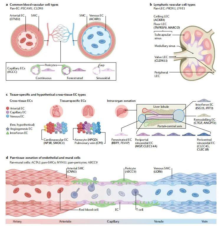 Nat Rev Genet | 单细胞图谱揭示器官中共有的和特异的细胞类型 - 知乎