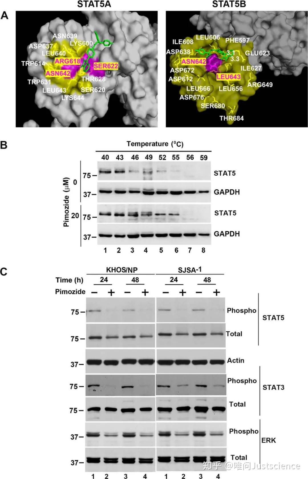 利用肺类器官研究骨肉瘤：抑制STAT5影响骨肉瘤生长和干性 - 知乎