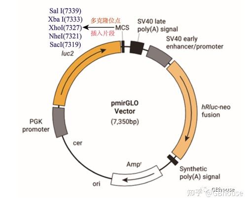 miRNA研究策略及实验设计和实操作干货 - 知乎