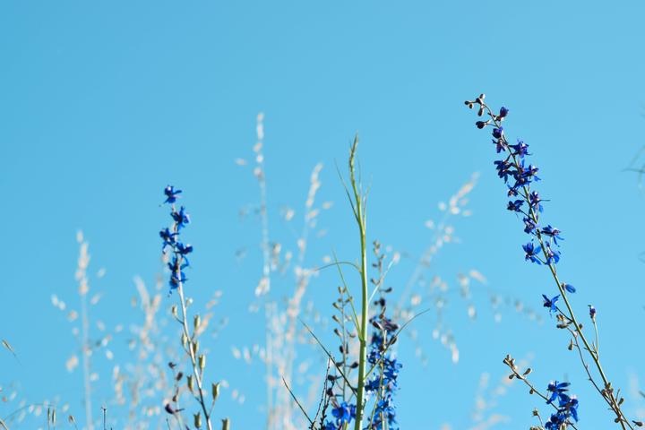 Pytorch DDP 剖析 - 知乎