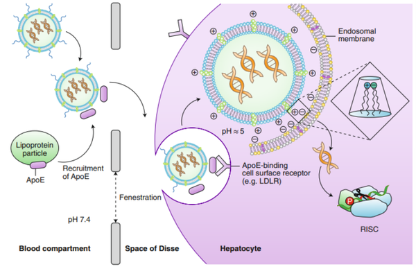 【耀文解读】mRNA制剂篇：脂质纳米颗粒（LNP）递送系统漫长的研发历程 - 知乎