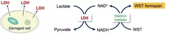 ADCC单抗药物研发之LDH检测 - 知乎