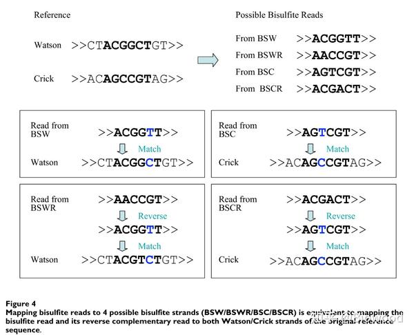 BS-seq的原理及比对方法 | 甲基化测序 | 接头是怎么加上去的 - 知乎
