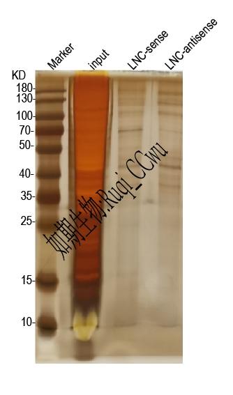 RNA pull down 技术路线 - 知乎