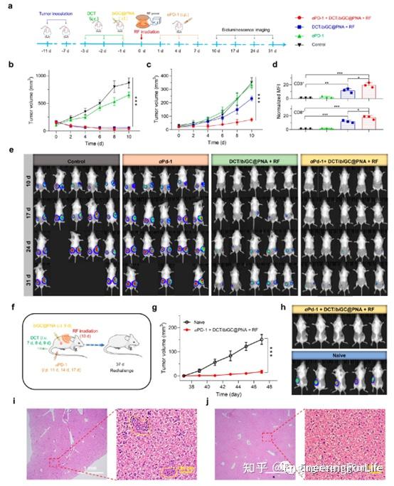 《ACS Nano》：双价金纳米簇激活焦亡增强癌症免疫治疗 - 知乎
