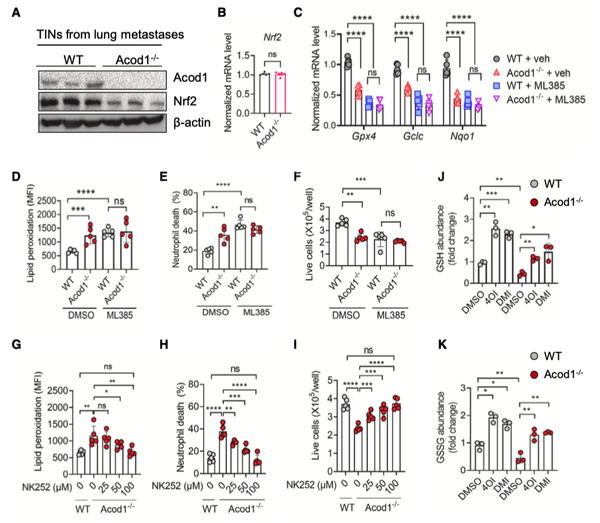 Cell Metabolism丨中性粒细胞通过ACOD1抵抗铁死亡并促进乳腺癌转移 - 知乎