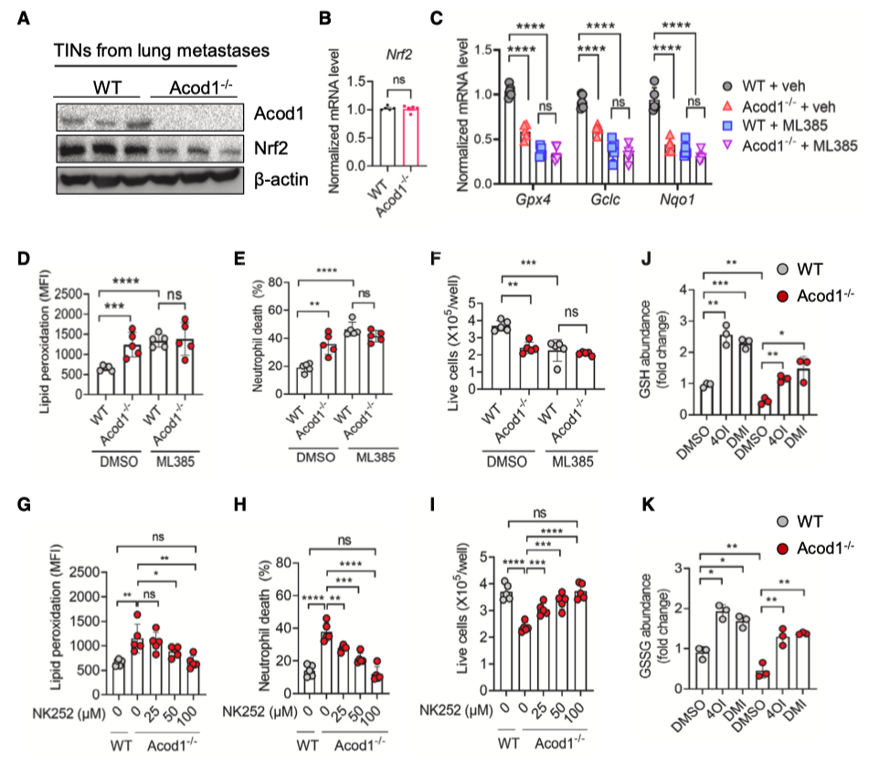 Cell Metabolism丨中性粒细胞通过ACOD1抵抗铁死亡并促进乳腺癌转移 - 知乎