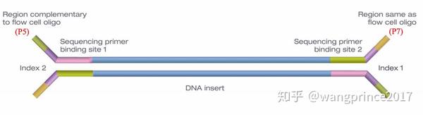 illumina 双端测序（pair end） - 知乎