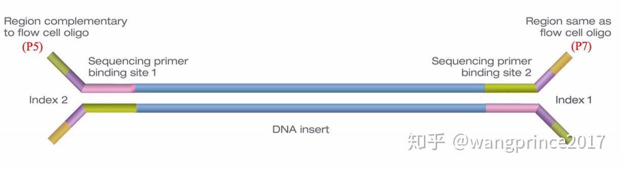 illumina 双端测序（pair end） - 知乎