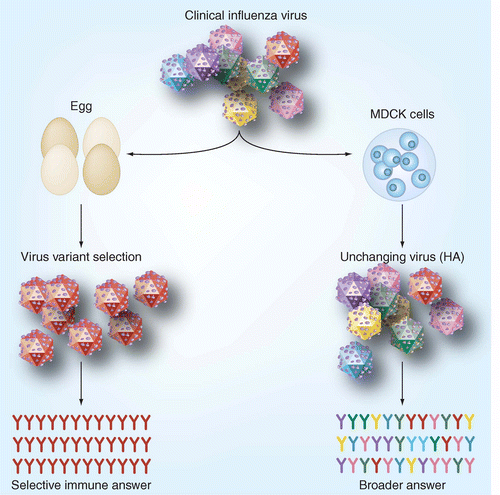 前沿应用 | 【疫苗领域】使用3D微载体进行MDCK细胞培养 - 知乎