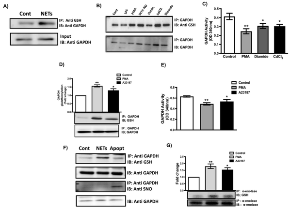 BBA丨中性粒细胞NETs与细胞代谢的关系 - 知乎