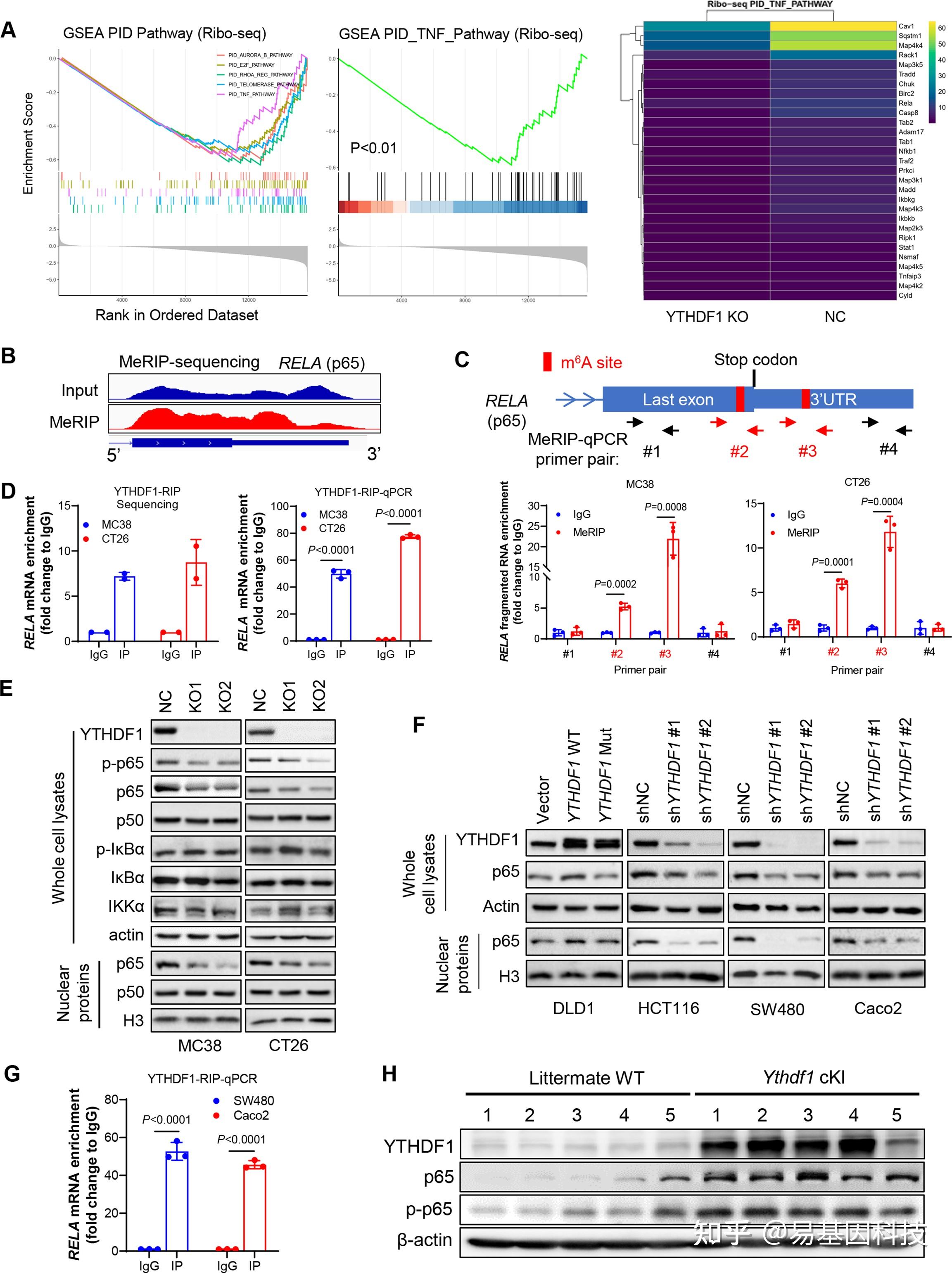 易基因：MeRIP-seq等揭示m6A reader YTHDF1在结直肠癌PD-1免疫治疗中的作用｜Gut - 深圳市易基因科技 - 博客园