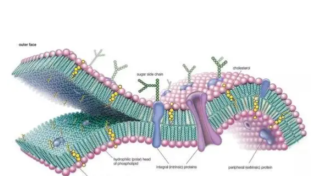 荧光标记红细胞膜/白细胞膜/生物仿生膜/细胞膜红色荧光探针DiI的研究 - 知乎