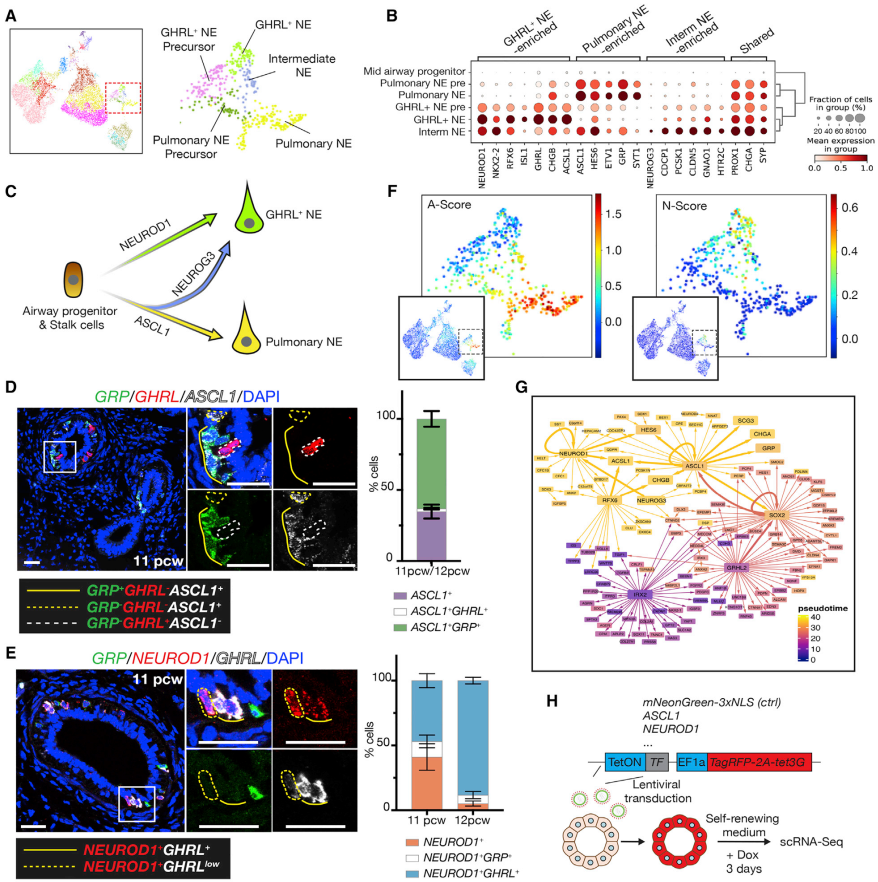 Cell｜迄今最完整的发育中人类胚胎肺部细胞图谱，鉴定生命早期144种肺细胞状态 - 知乎