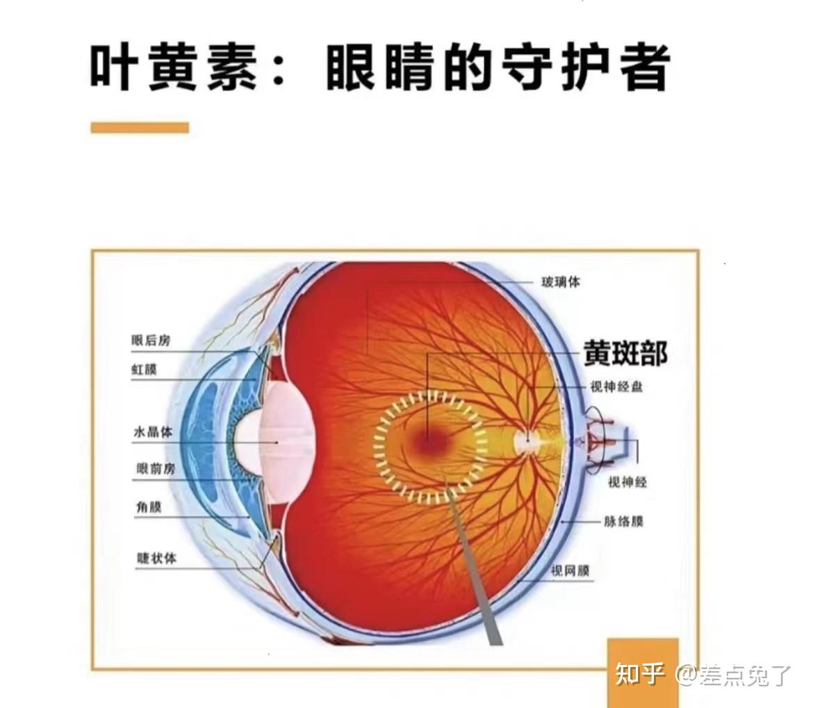 每天对着电脑十个小时的工作和学习,吃叶黄素可以保护眼睛吗?