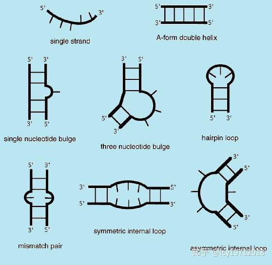 转运核糖核酸（tRNA）的结构与功能 - 知乎