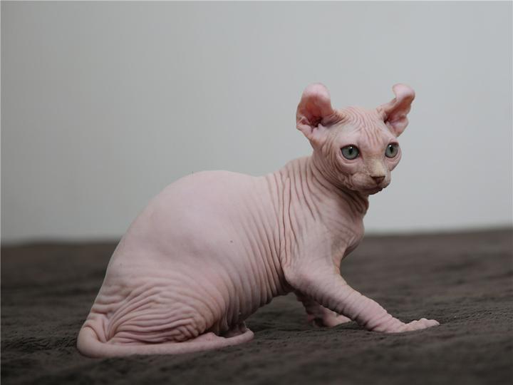如何给猫喂药 知乎