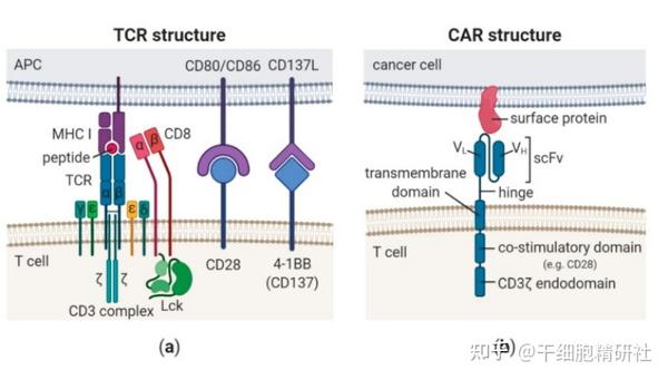 打破CAR-T实体瘤魔咒，TCR-T踏上征途 - 知乎