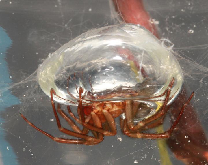 MITE-Hunter识别基因组MITE序列 - 知乎