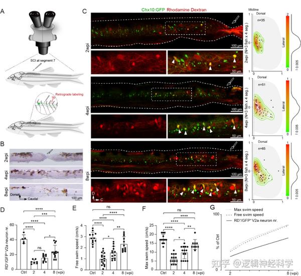 Cell Rep︱同济大学宋建人课题组揭示脊髓损伤后脊髓环路重建的新规律 - 知乎