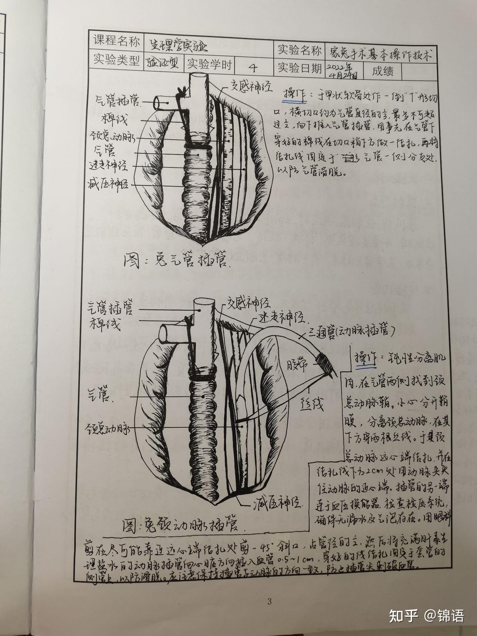 生理学机能实验—家兔手术基本操作 实验报告册 - 知乎