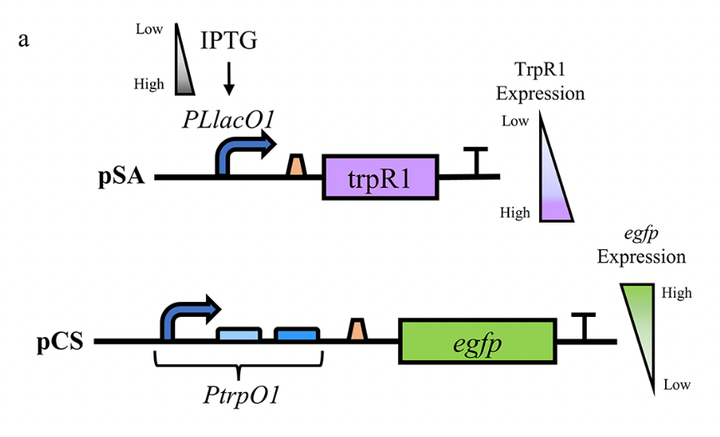 工程改造TrpR突变体构建5-羟基色氨酸生物传感器 - 知乎