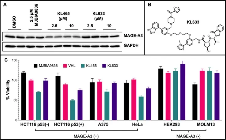 DEL Insight | DEL助力发现E3连接酶衔接体蛋白MAGE-A3配体和PROTAC - 知乎