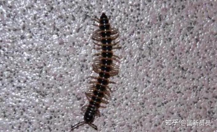 家里有很多千足虫是怎么回事 - 知乎