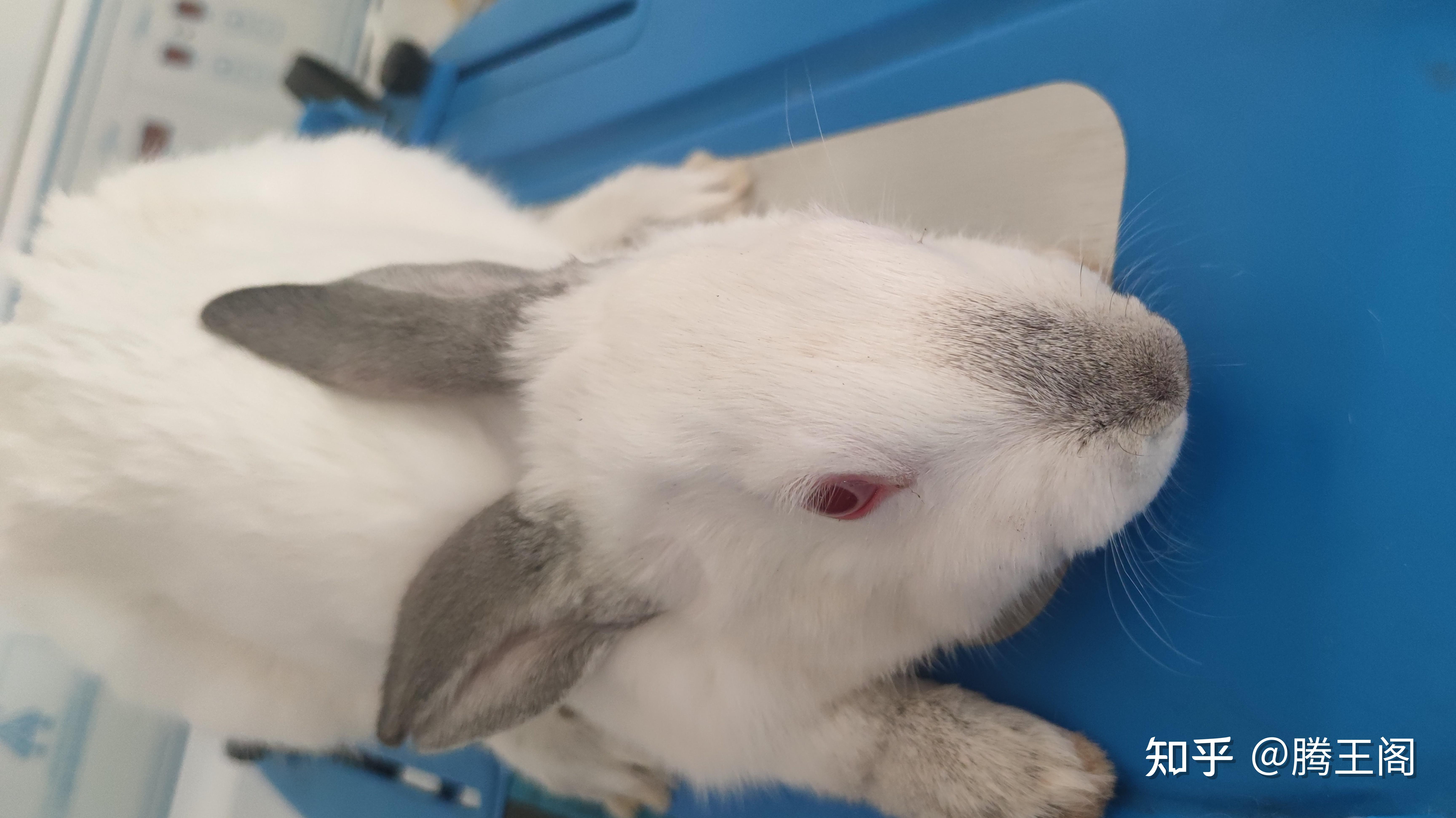 机能学实验系列——影响尿生成的因素 - 知乎