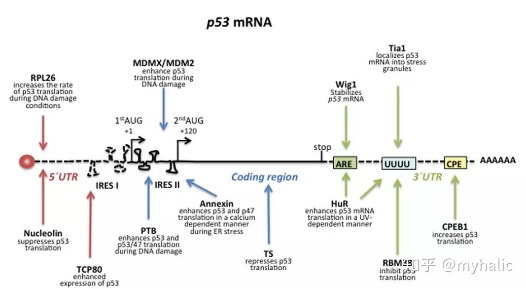 聊聊p53 mRNA - 知乎