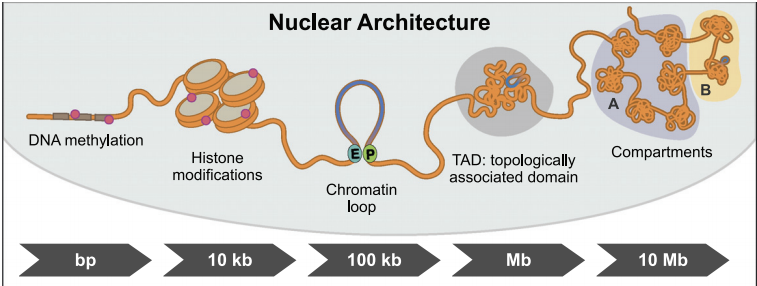 三维基因组学研究的是什么？什么是 Hi-C 技术？为什么 Hi-C 技术这么火？ - 知乎