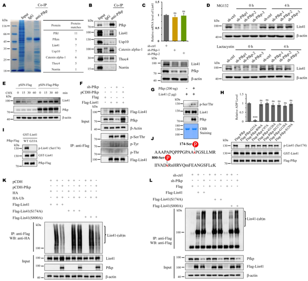 EMBO Reports︱郑州大学吴缅/邵凤民/安徽医科大学吴缅团队发现血小板型磷酸果糖激酶PFKP作为蛋白激酶调控mESC胚系分化 - 知乎