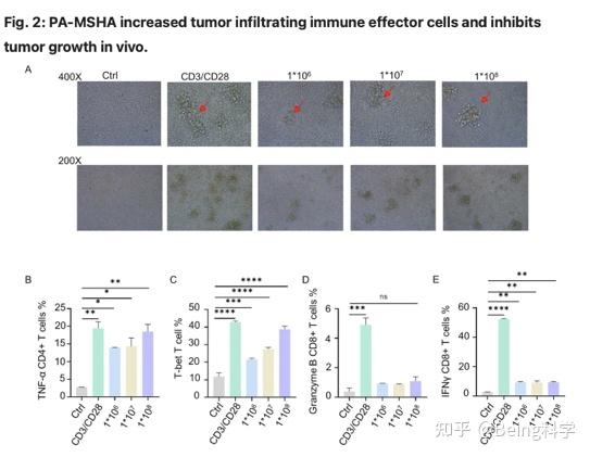 Nature子刊 | PA-MSHA与αPD-1联合应用在临床上的巨大潜力 - 知乎