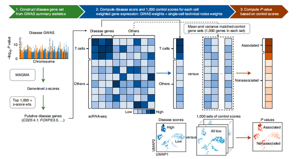 Nat Genetics | 单细胞分析精准捕捉多基因疾病相关细胞亚群 - 知乎