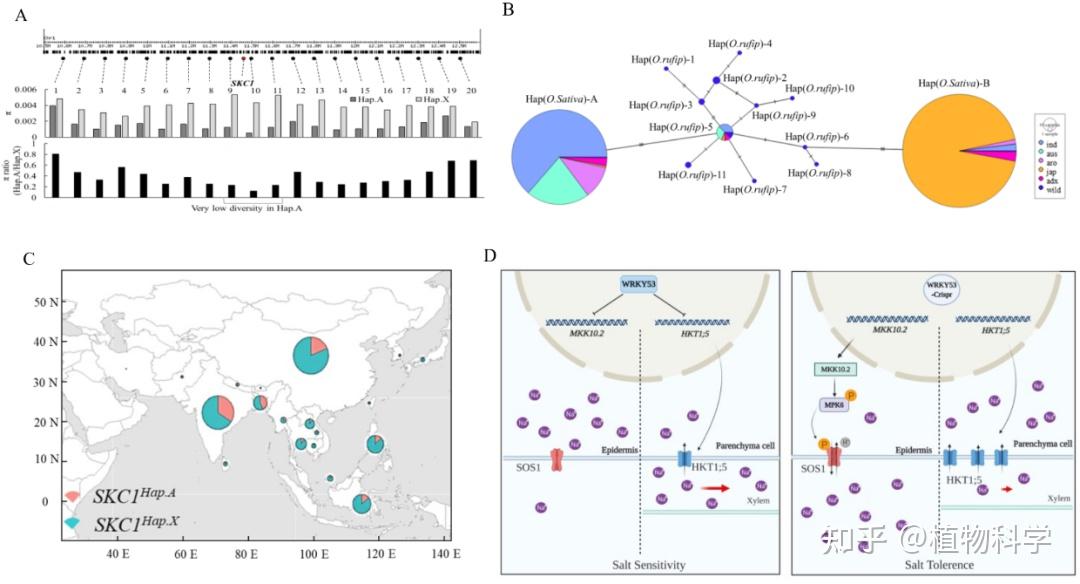 Nature Communications｜南京农业大学万建民院士团队在水稻耐盐碱研究上取得新进展 - 知乎