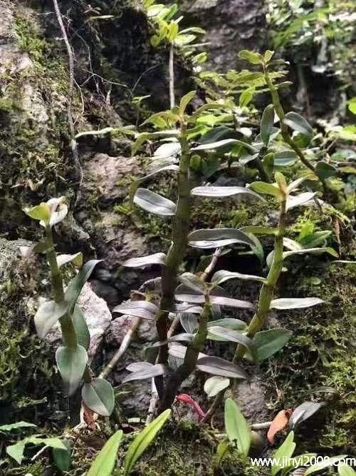 石斛泡水后可以把石斛吃掉吗 知乎