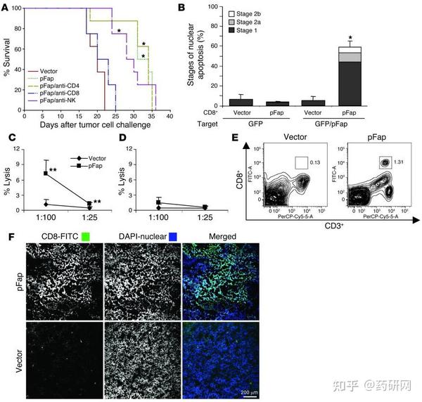 靶向实体瘤另辟蹊径：成纤维细胞激活蛋白(FAP) - 知乎
