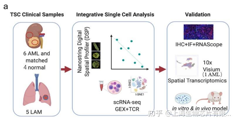 干细胞样肿瘤细胞的Midkine表达驱动mTOR抑制和免疫抑制微环境的持续（三） - 知乎