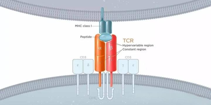 重大消息！中国首个TCR-T细胞治疗新药获准进行临床试验，为晚期实体瘤的治疗带来新突破 - 知乎